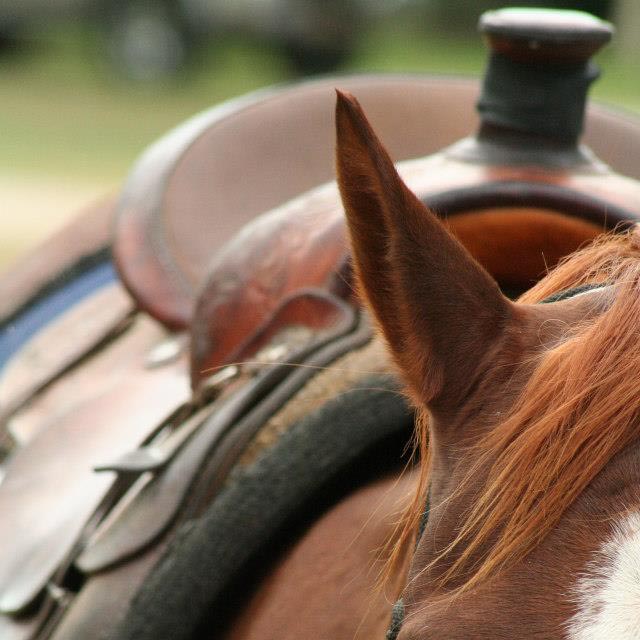 180 Ranch NWA - Northwest Arkansas Horseback Riding Lessons