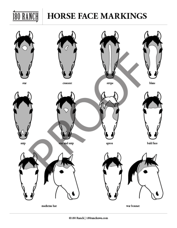Common Horse Face Markings Worksheet - 180 Ranch NWA