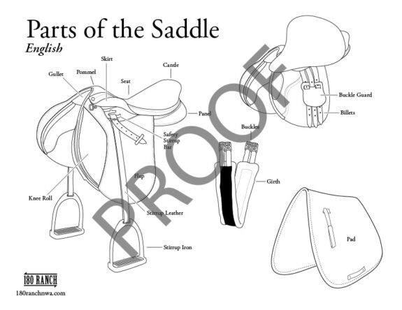 Parts of the English Saddle Worksheet - 180 Ranch NWA