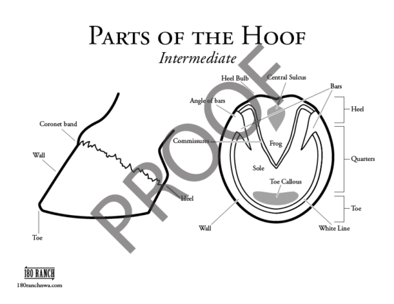 Parts of the Hoof - Intermediate Worksheet - 180 Ranch NWA