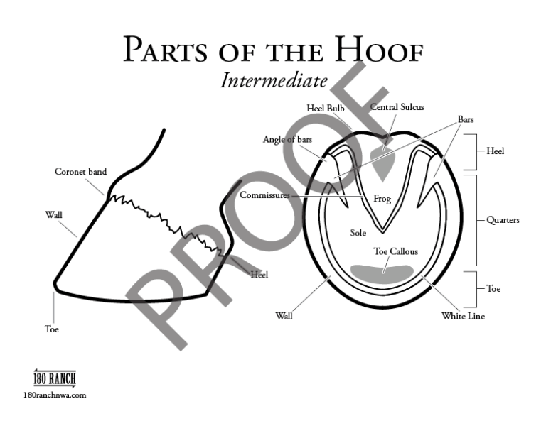 Parts of the Hoof - Intermediate Worksheet - 180 Ranch NWA